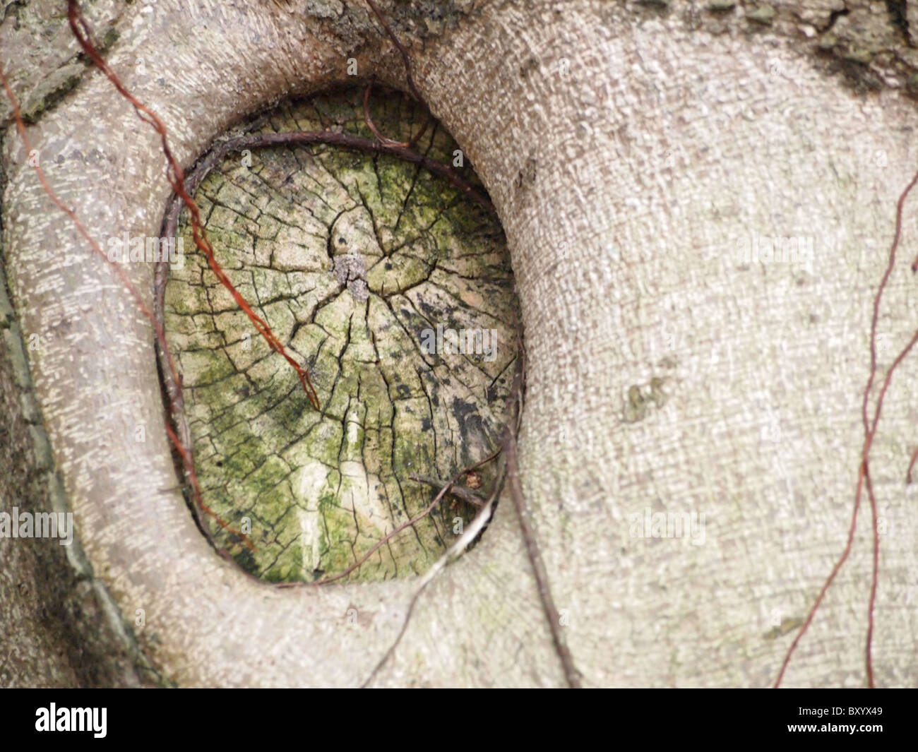 Astloch baum -Fotos und -Bildmaterial in hoher Auflösung - Seite 2 - Alamy