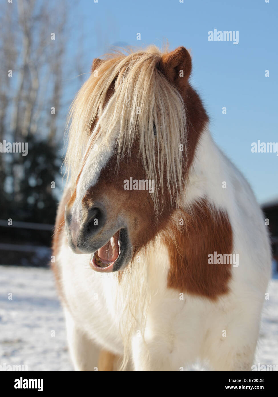 Lustig Aussehende Pferde Leinwanddrucke: Lustiges Pferd | Redbubble