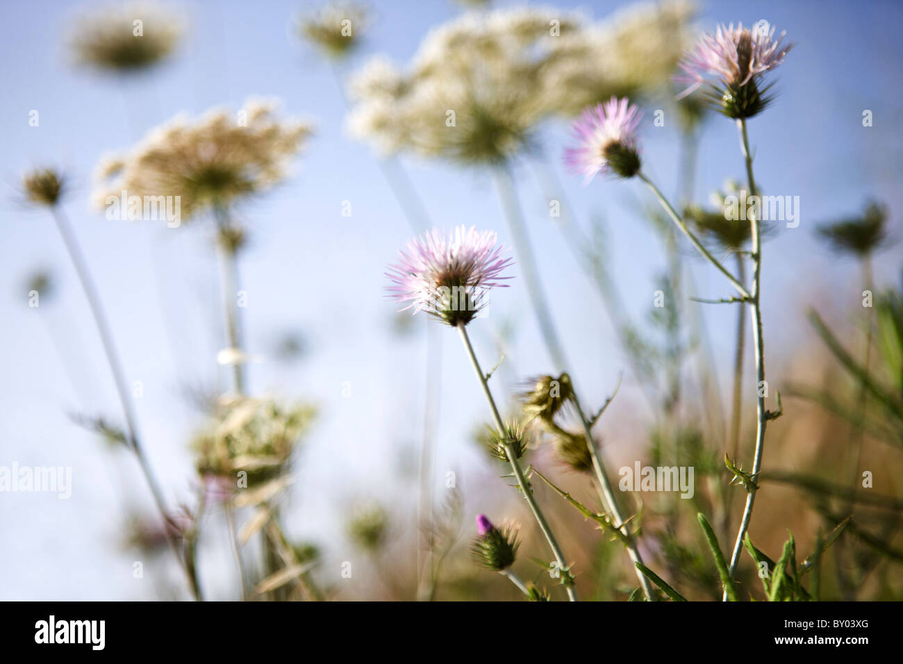 Lila disteln -Fotos und -Bildmaterial in hoher Auflösung – Alamy