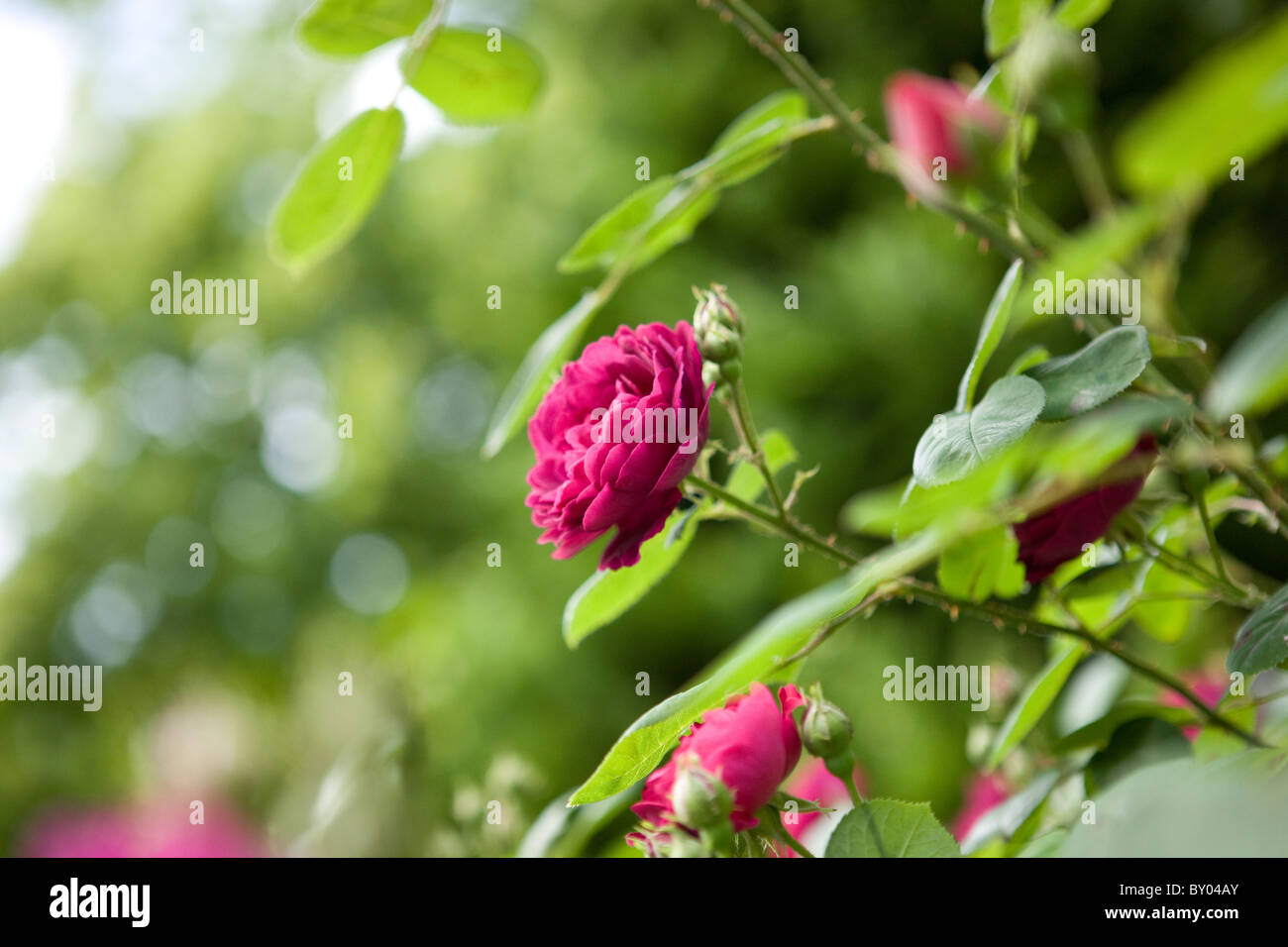 Dunkelrote kletterrose -Fotos und -Bildmaterial in hoher Auflösung – Alamy