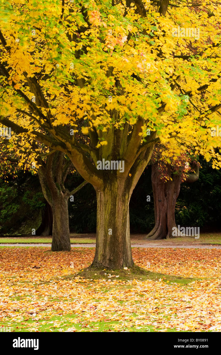 Tatton hall -Fotos und -Bildmaterial in hoher Auflösung – Alamy