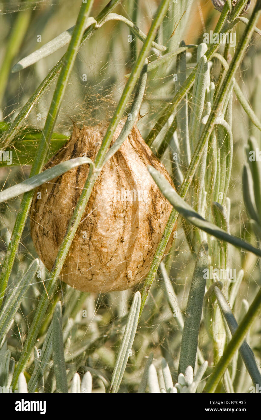 Wasp Spider Ei Cocoon oder Ei-Fall. Argiope bruennichi Stockfotografie ...