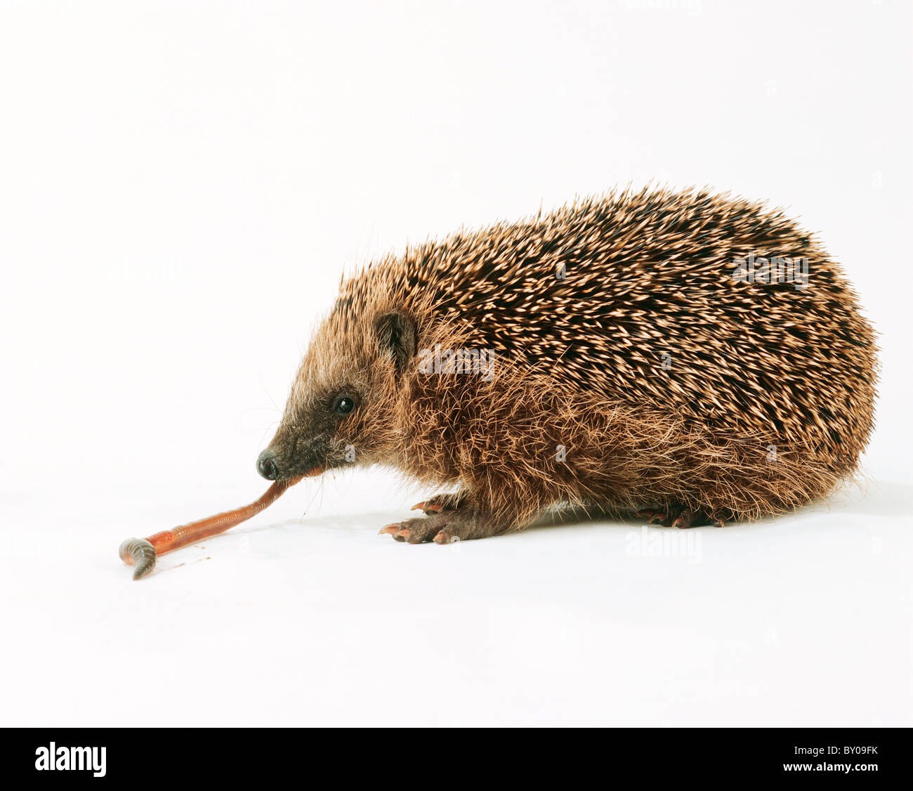 Europäische Igel (Erinaceus Europaeus) Essen Erde Wurm Stockfotografie ...