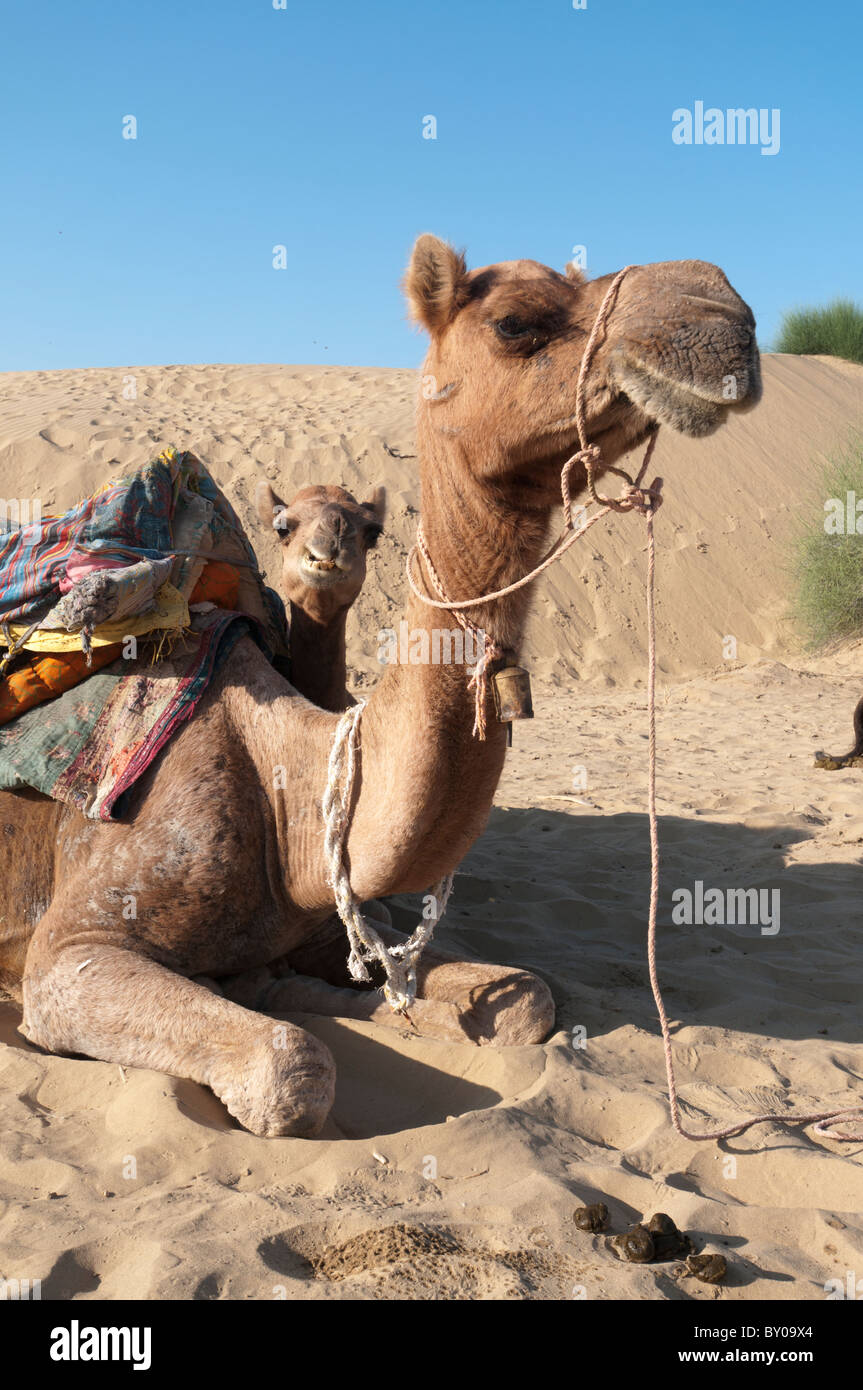 Zwei sitzende Kamele Stockfotografie - Alamy