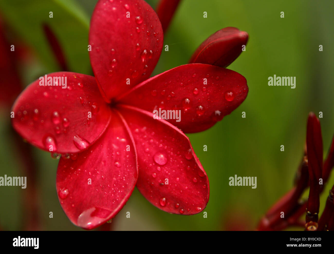 Red frangipani -Fotos und -Bildmaterial in hoher Auflösung – Alamy