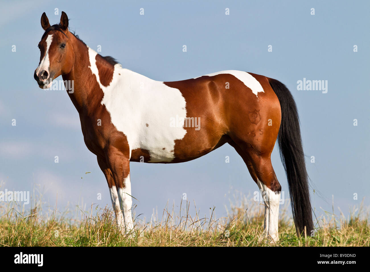 Quarab Horse - stehend auf Wiese Stockfotografie - Alamy