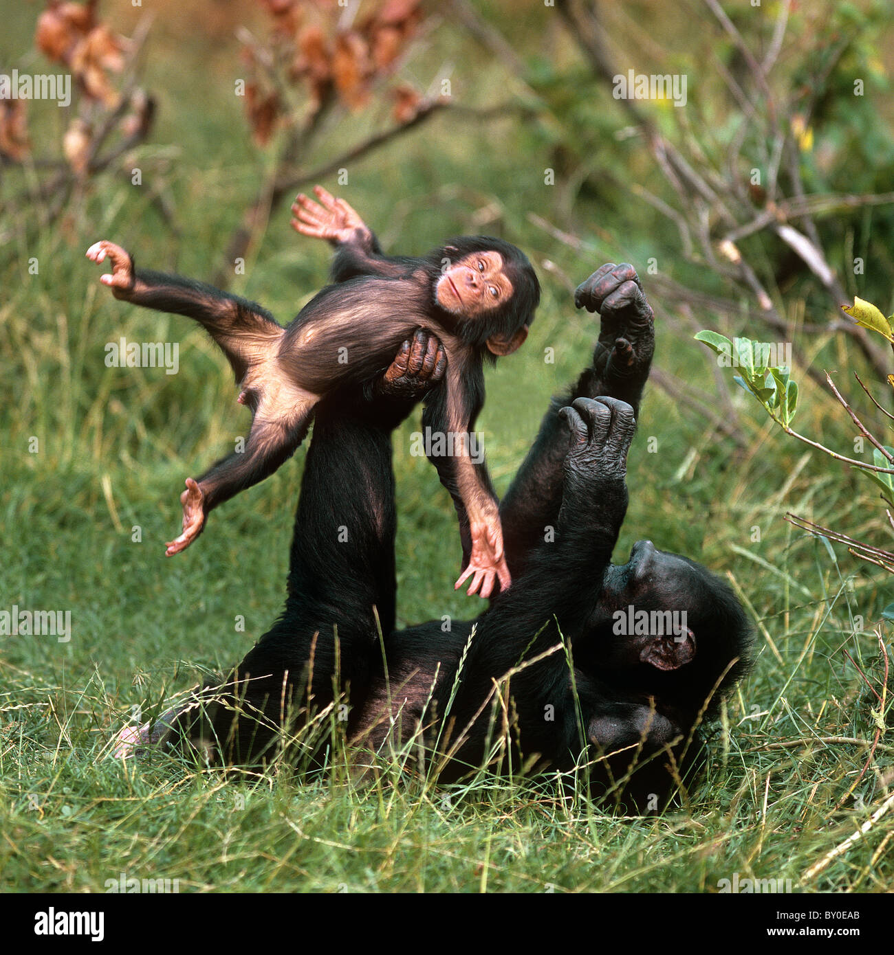 Schimpansen Pan Troglodytes). Mutter mit Baby spielen Stockfotografie ...