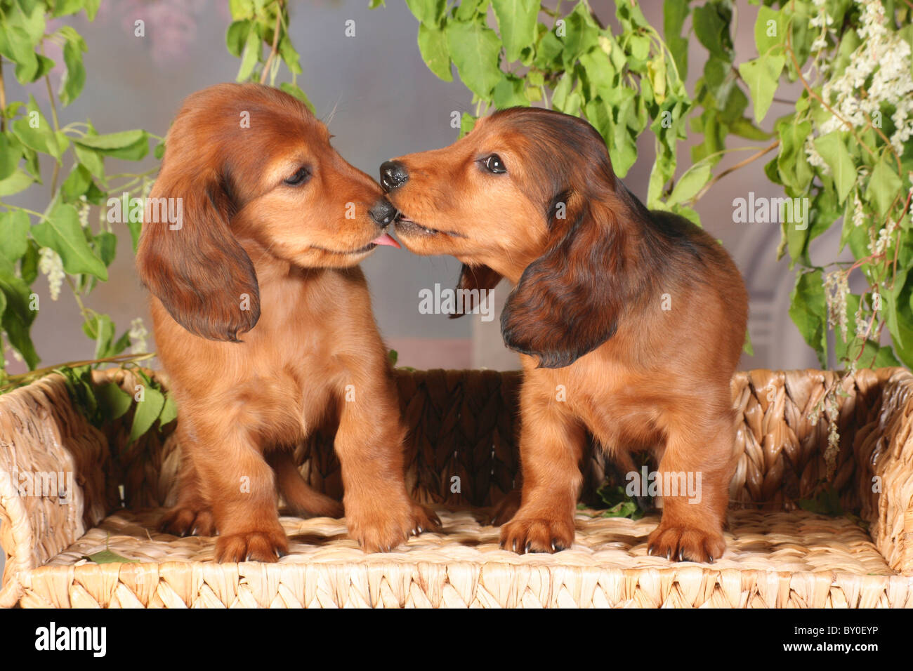 Two long haired dachshund dogs -Fotos und -Bildmaterial in hoher ...
