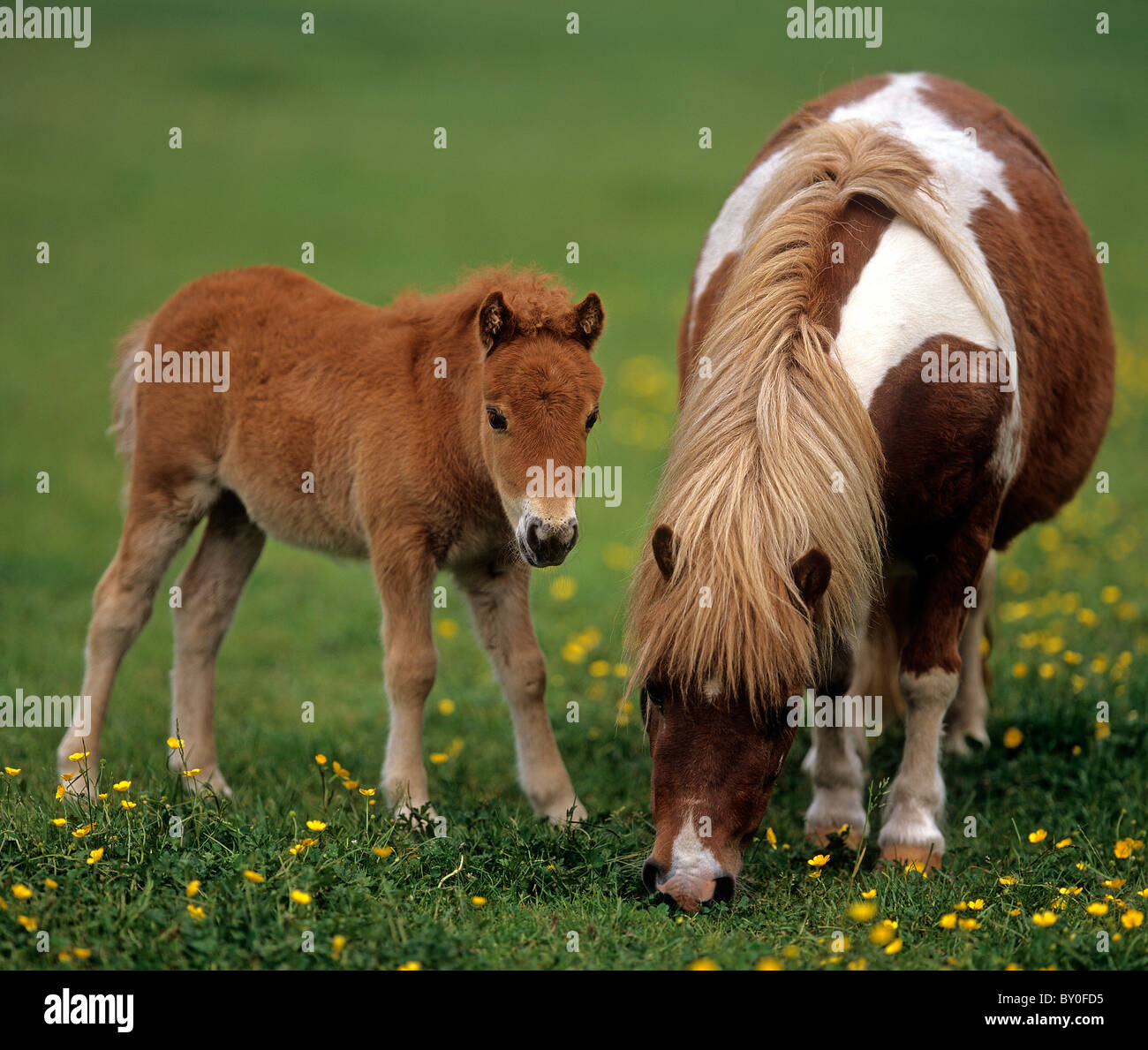 Mini-Shetlandpony Pferd - Stute und Fohlen auf der Wiese ...