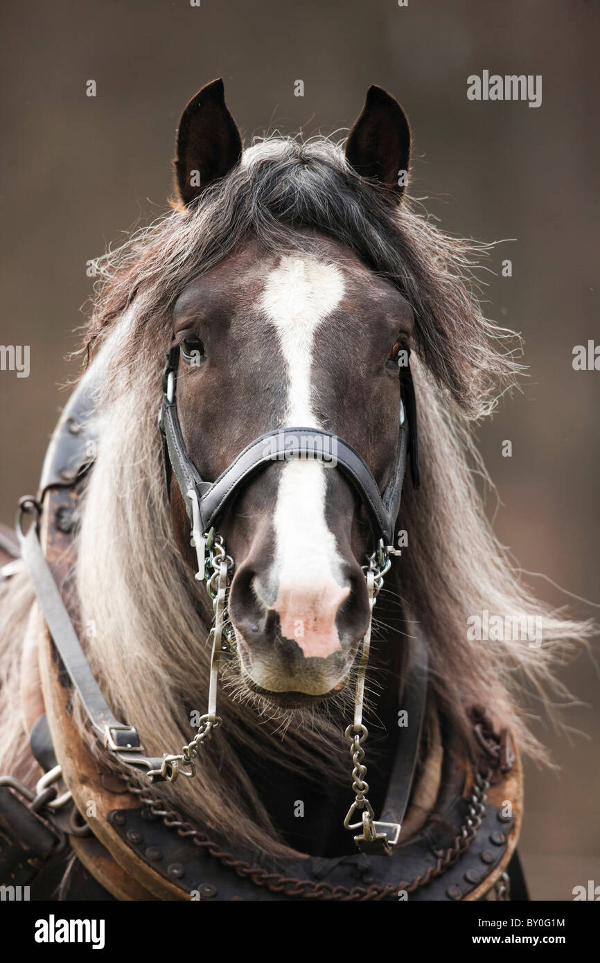 Noriker horse portrait -Fotos und -Bildmaterial in hoher Auflösung – Alamy