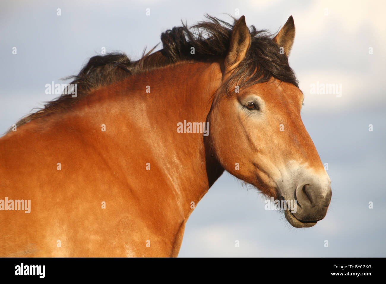 Ardenner horse -Fotos und -Bildmaterial in hoher Auflösung – Alamy