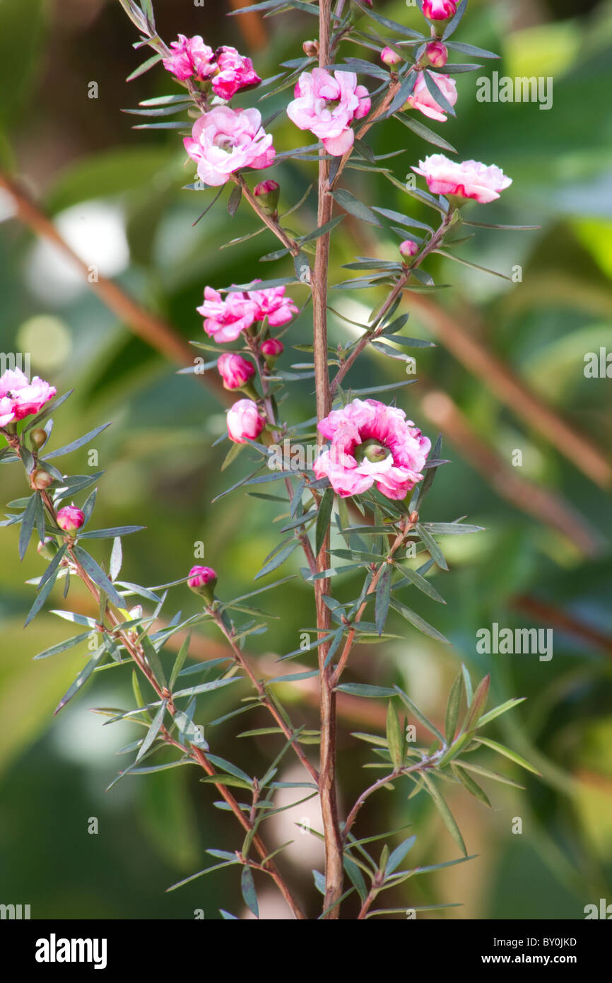 Manuka flower -Fotos und -Bildmaterial in hoher Auflösung – Alamy