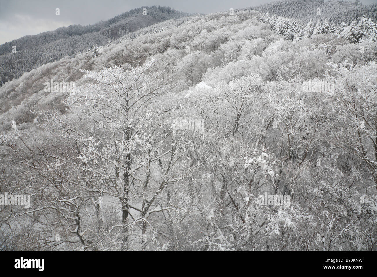 Winterwald mit Rime am Mount Kongo, Chihayaakasaka, Osaka, Japan ...