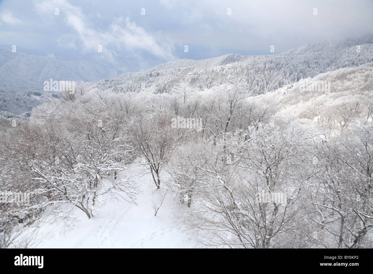 Winterwald mit Rime am Mount Kongo, Chihayaakasaka, Osaka, Japan ...