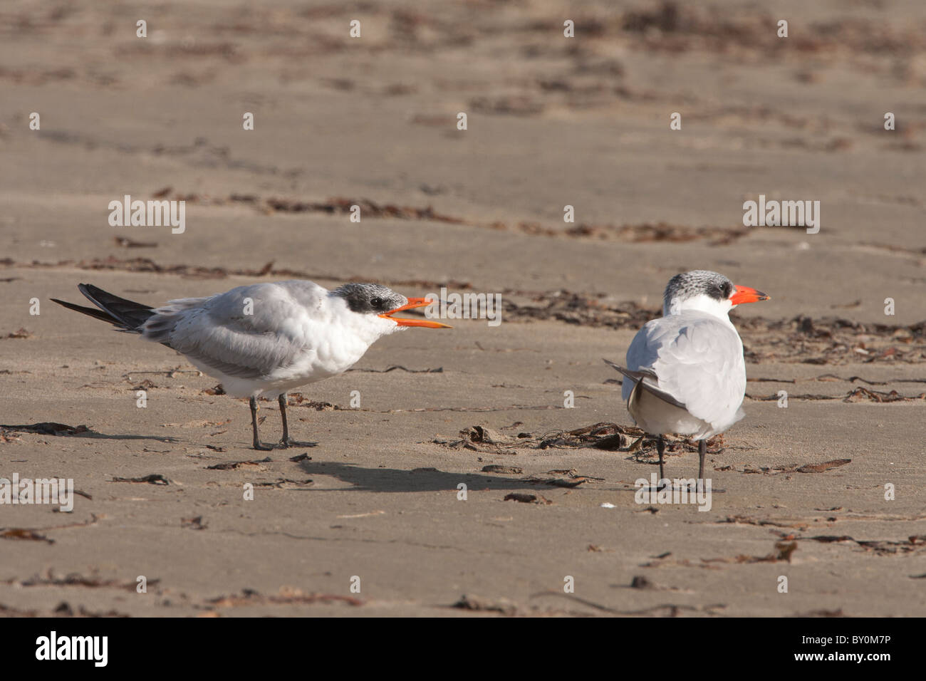 Kaspische seeschwalben -Fotos und -Bildmaterial in hoher Auflösung – Alamy