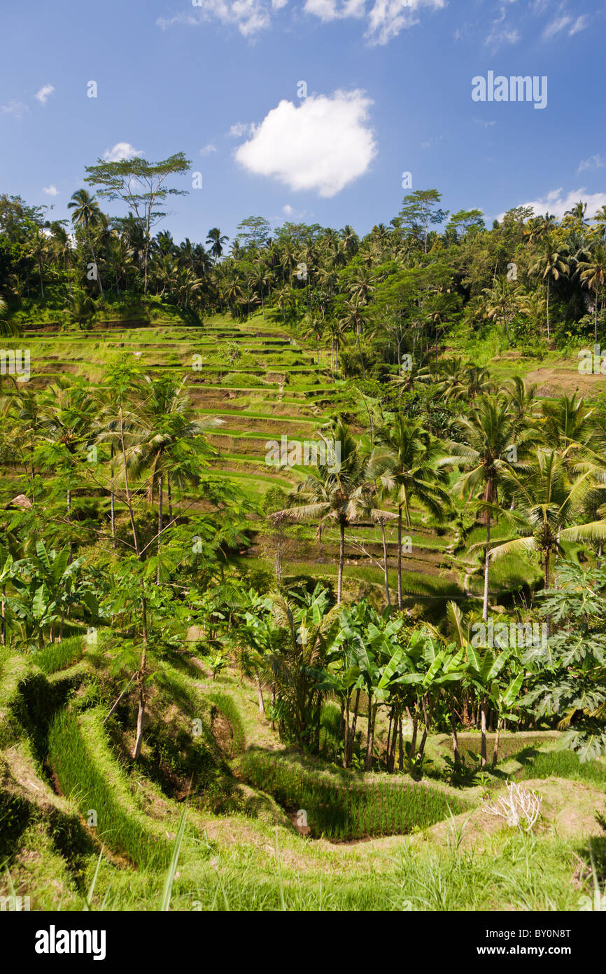 Bali reisterrasse tegalalang -Fotos und -Bildmaterial in hoher ...