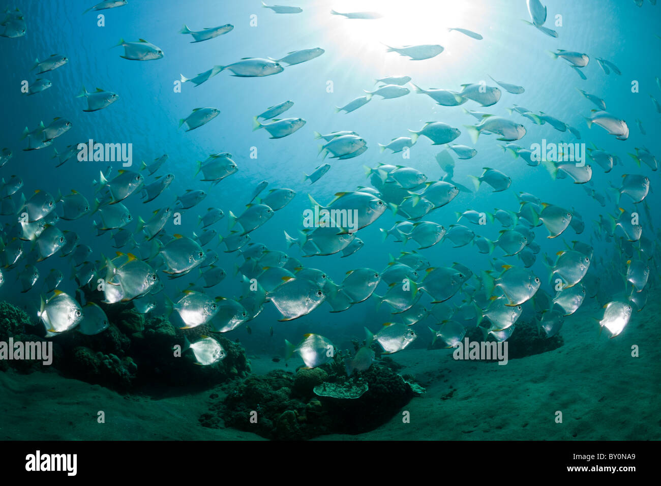 Mono argentus -Fotos und -Bildmaterial in hoher Auflösung – Alamy