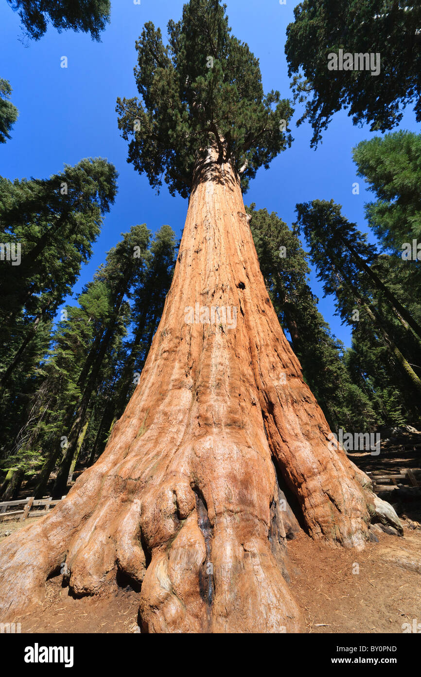 General Sherman Stockfotos und -bilder Kaufen - Alamy