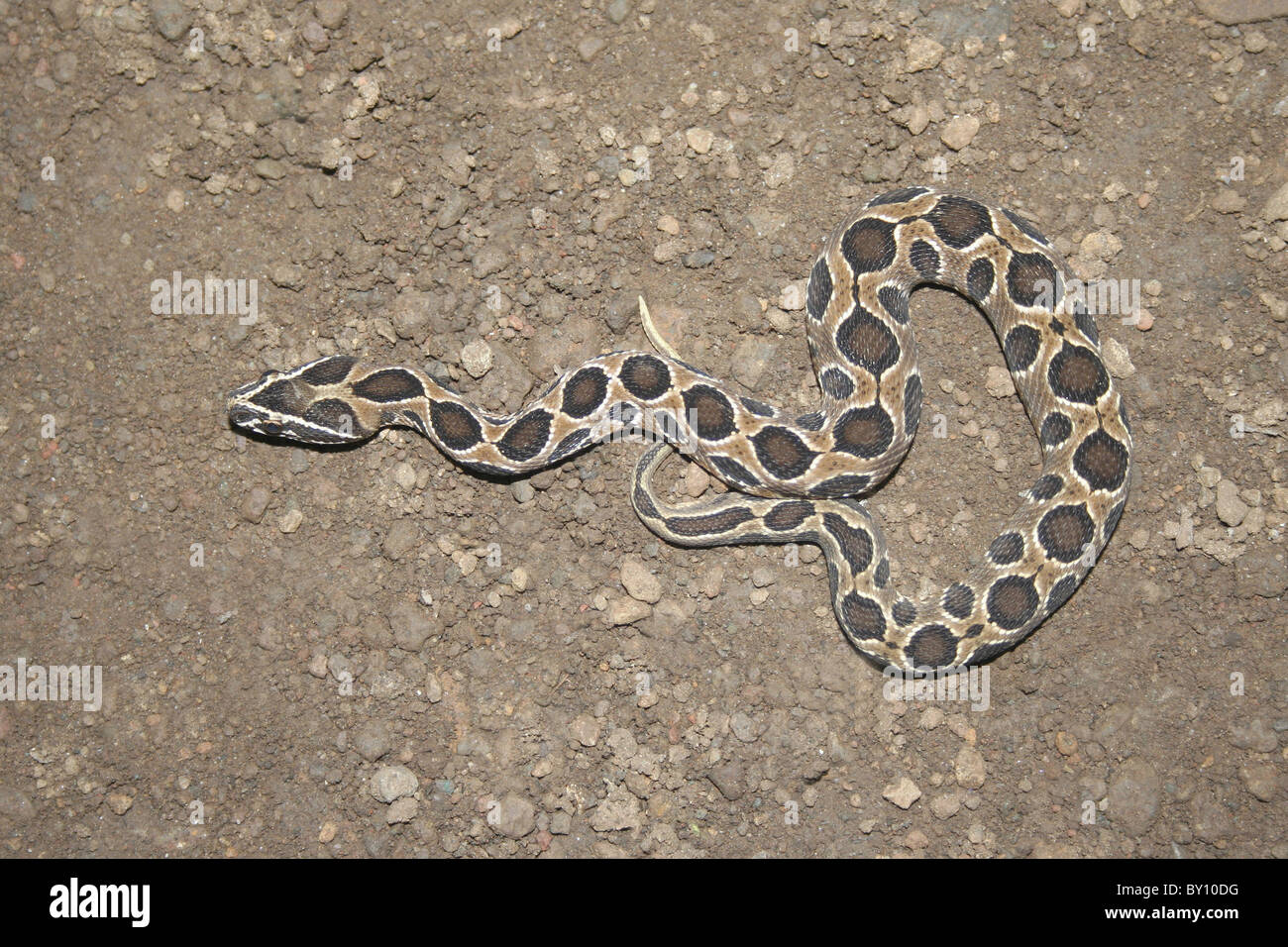 Russell viper -Fotos und -Bildmaterial in hoher Auflösung – Alamy