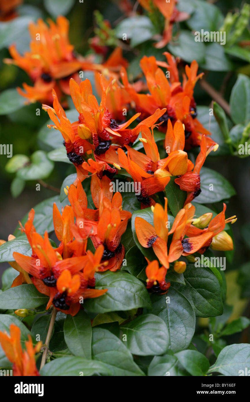 Ruttya fruticosa ruttya fruticosa -Fotos und -Bildmaterial in hoher ...