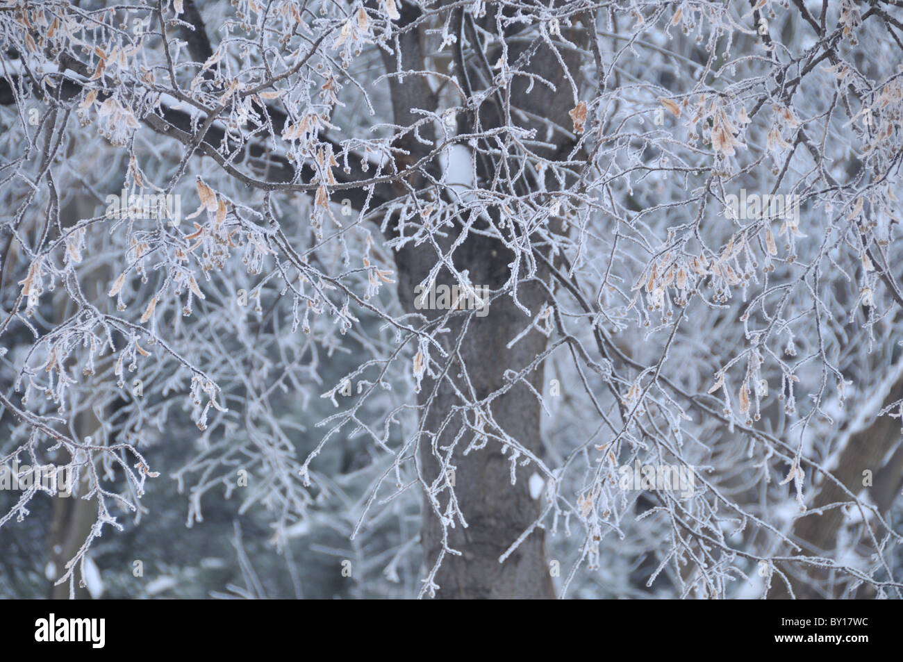 Winter Linden Tree Stockfotos und -bilder Kaufen - Alamy