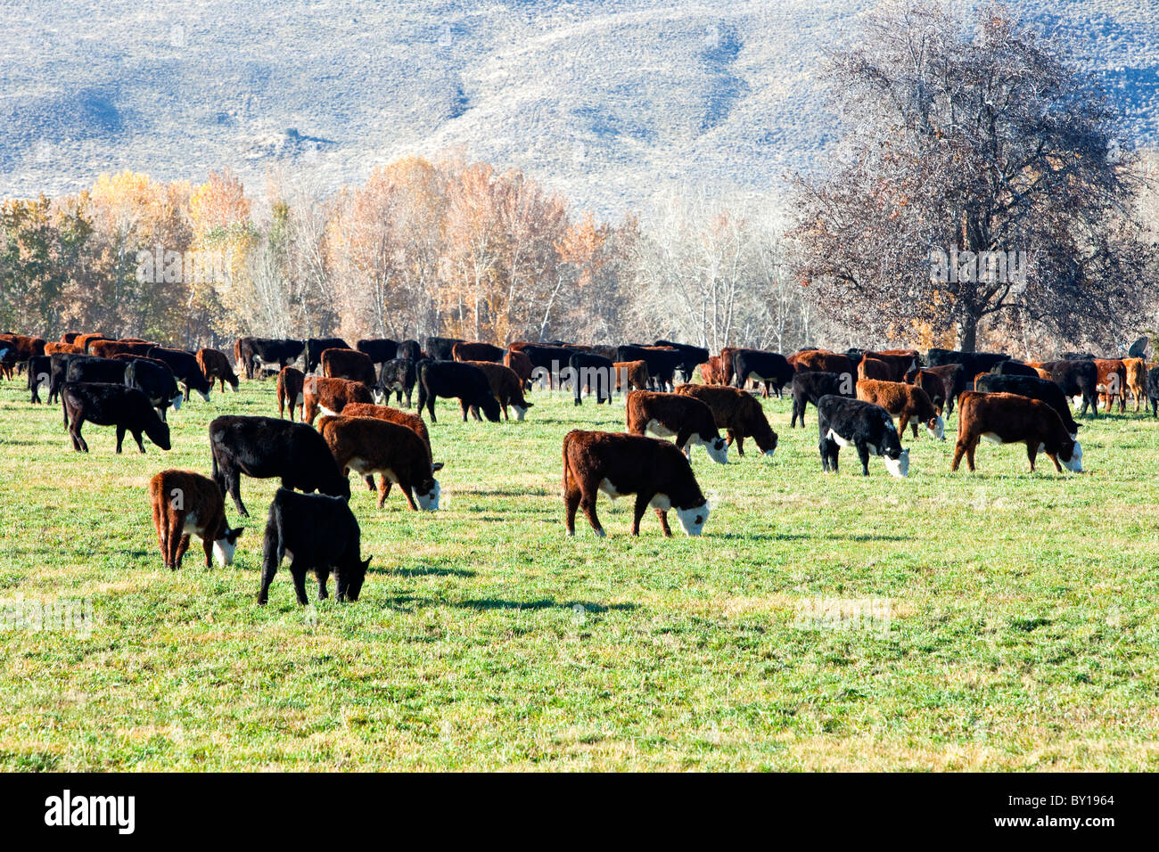 Nevada rinderfarm -Fotos und -Bildmaterial in hoher Auflösung – Alamy