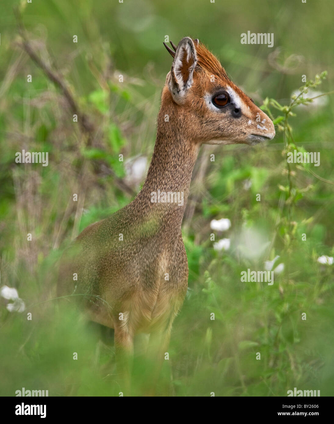 Kirk s dikdik -Fotos und -Bildmaterial in hoher Auflösung – Alamy