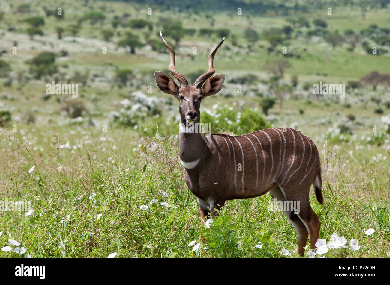 Eine feine lesser Kudu in Kenia s Tsavo West Nationalpark ...