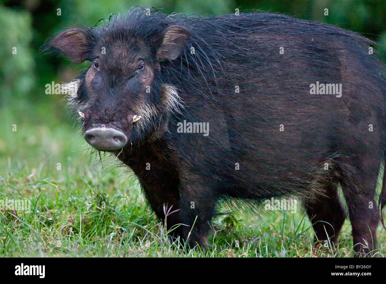 Eine selten gesehene Riesen Schwein in Salient des Aberdare ...