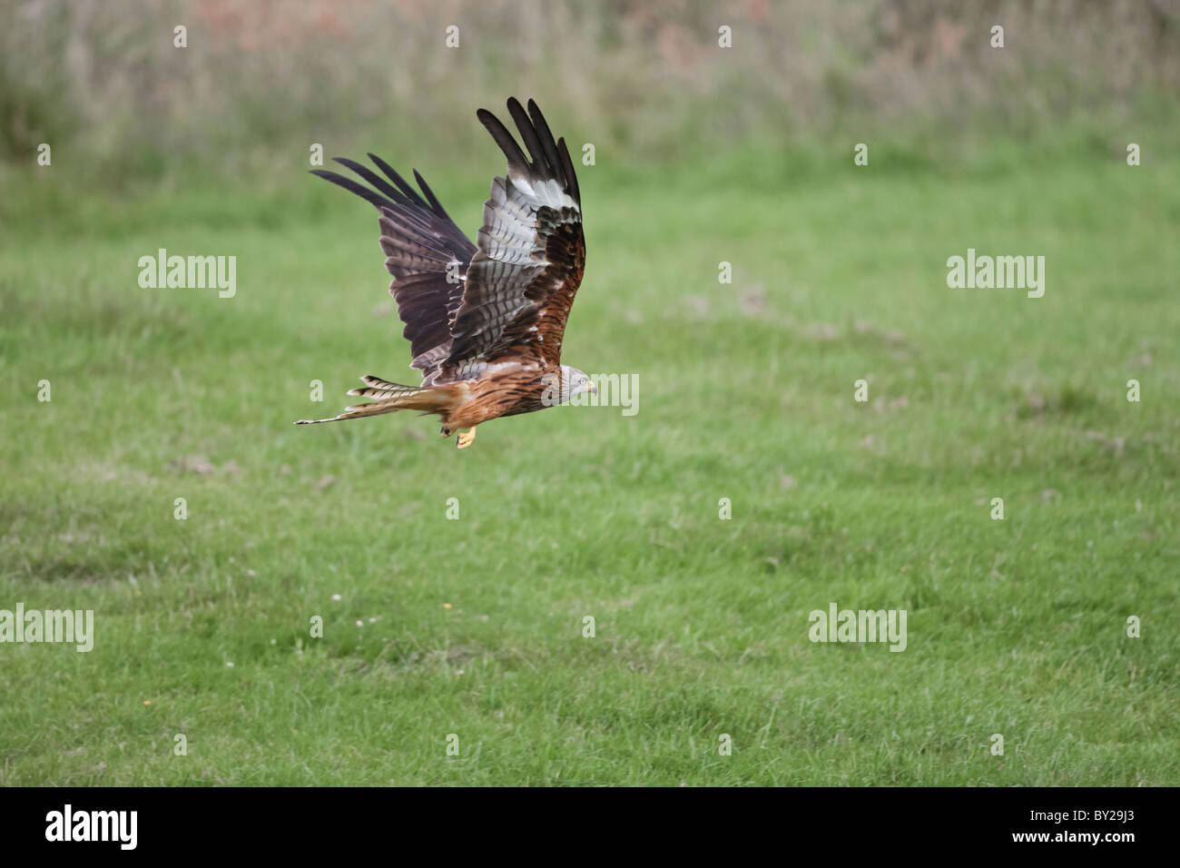 Jagd auf rotmilan -Fotos und -Bildmaterial in hoher Auflösung – Alamy