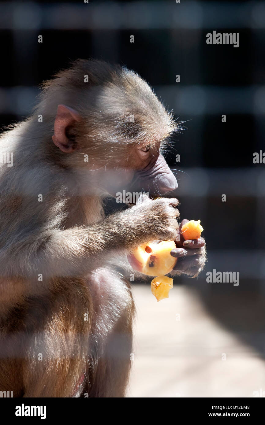 Affe essen -Fotos und -Bildmaterial in hoher Auflösung – Alamy