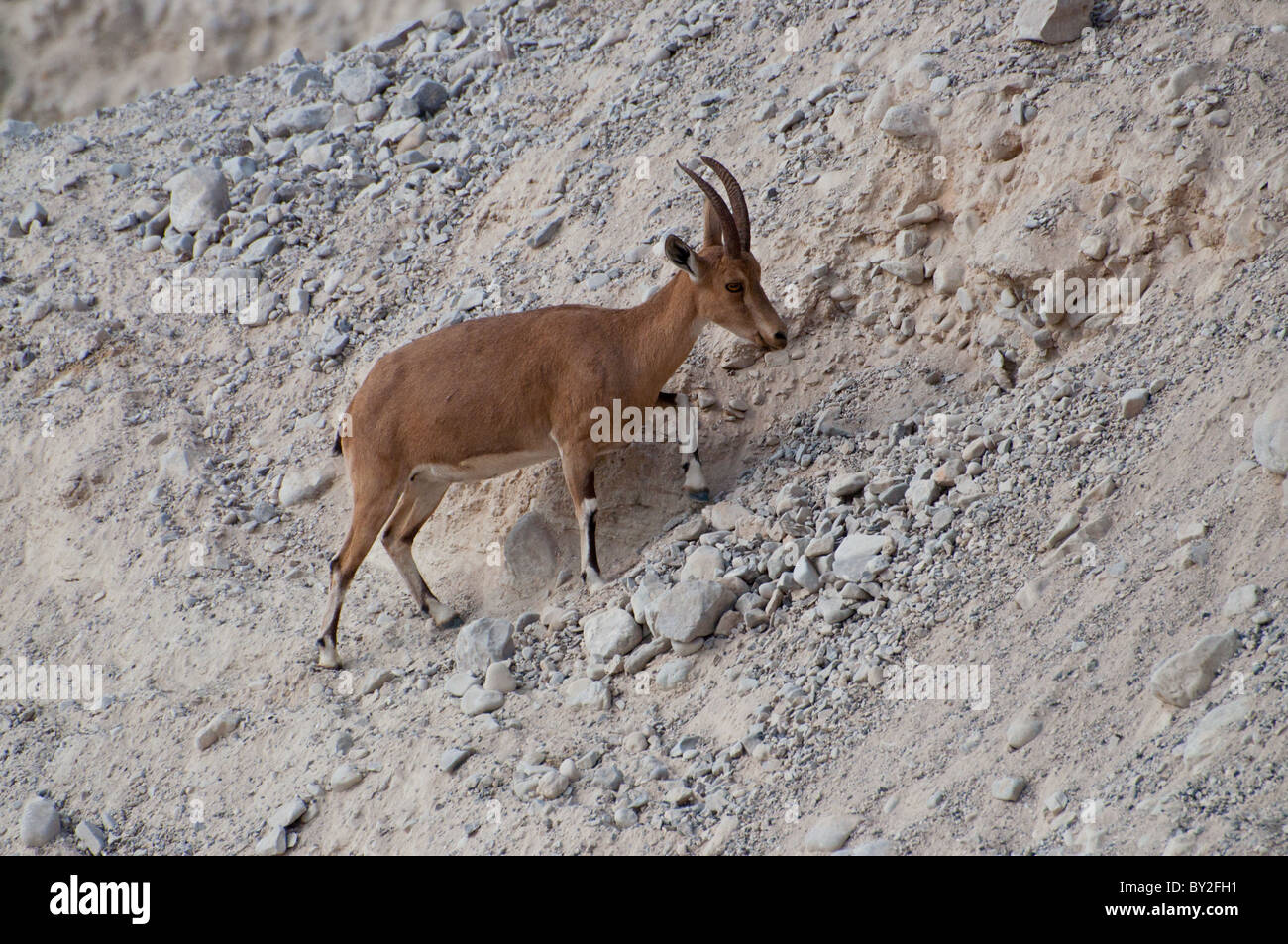 Weiblicher nubischer steinbock -Fotos und -Bildmaterial in hoher ...
