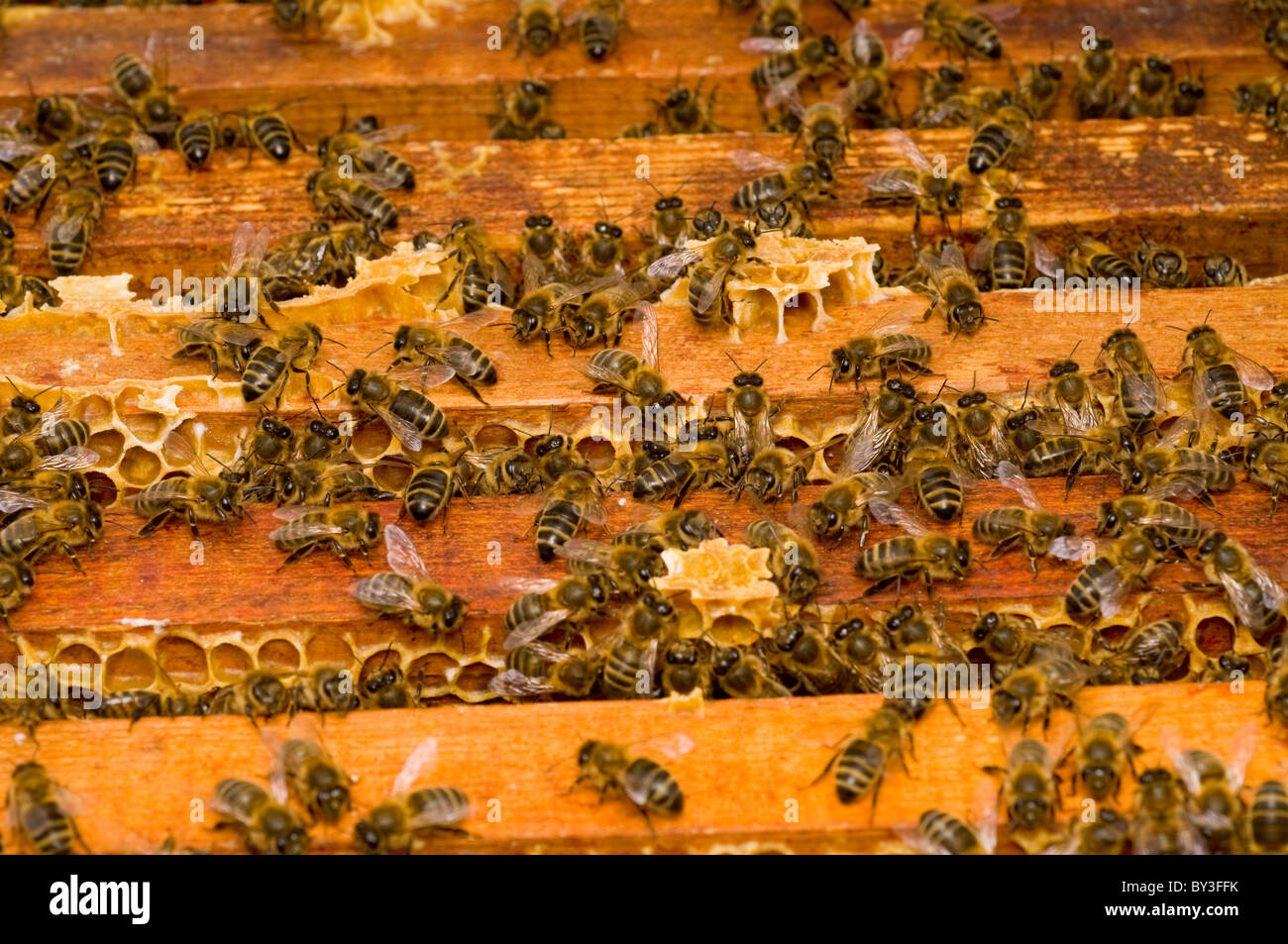 Apis Mellifera Honey Comb Stockfotos & Apis Mellifera Honey Comb Bilder ...