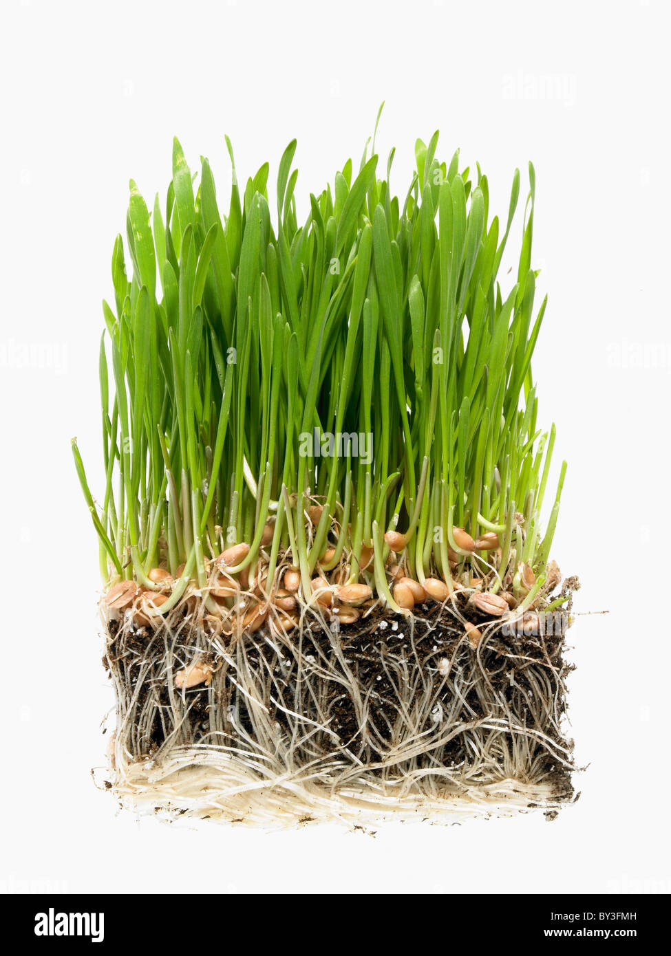 Cross section grass soil -Fotos und -Bildmaterial in hoher Auflösung ...