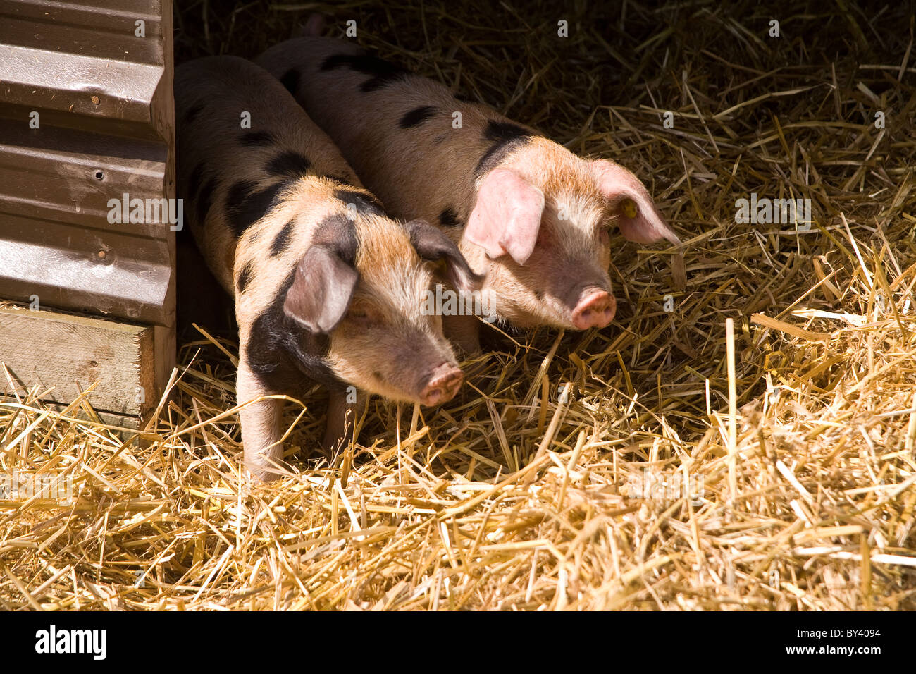Schwarz gefleckte schweine -Fotos und -Bildmaterial in hoher Auflösung ...