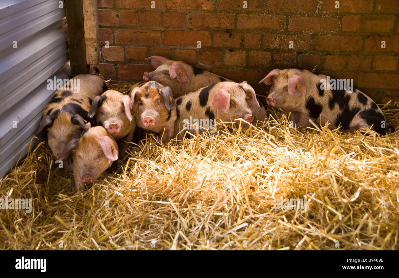 Das gefleckte schwein -Fotos und -Bildmaterial in hoher Auflösung ...