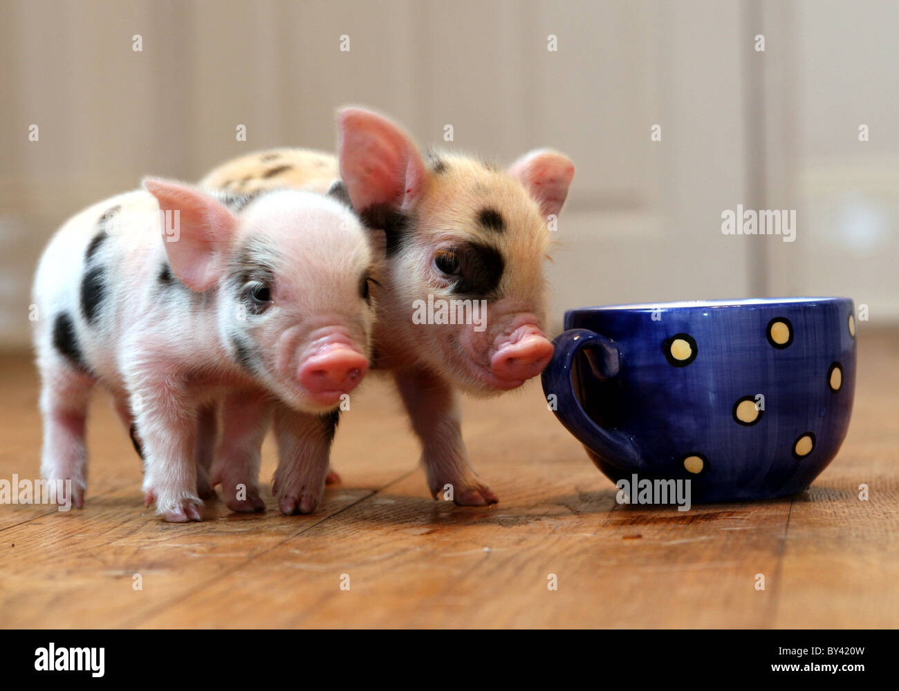 Micro pig cup -Fotos und -Bildmaterial in hoher Auflösung – Alamy
