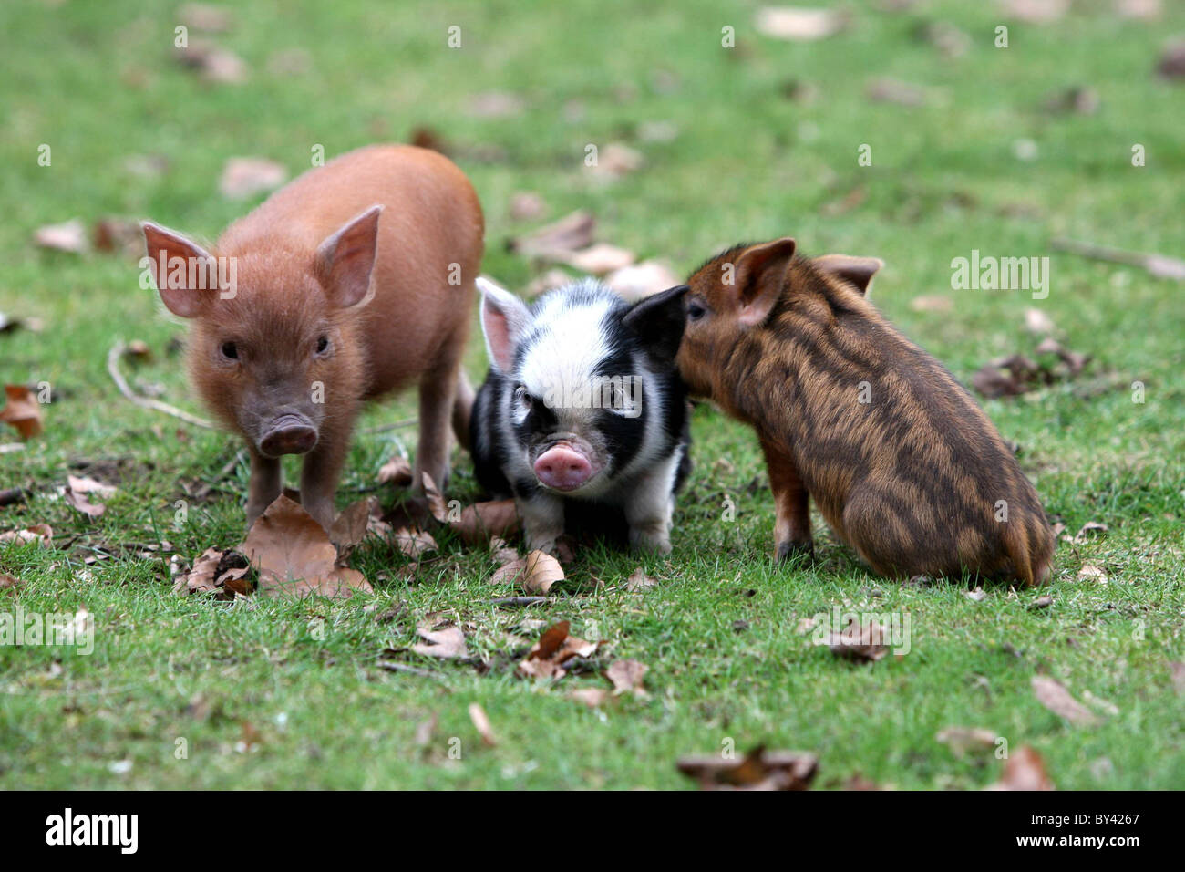 Micro pig cup -Fotos und -Bildmaterial in hoher Auflösung – Alamy