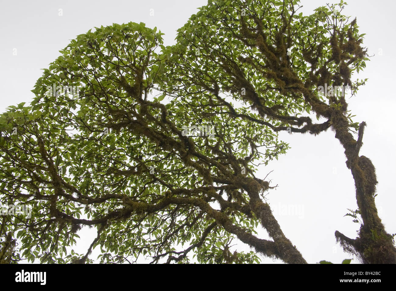 Scalesia pedunculata -Fotos und -Bildmaterial in hoher Auflösung – Alamy