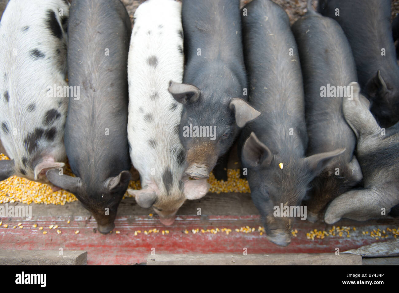 Tier fuettern -Fotos und -Bildmaterial in hoher Auflösung – Alamy