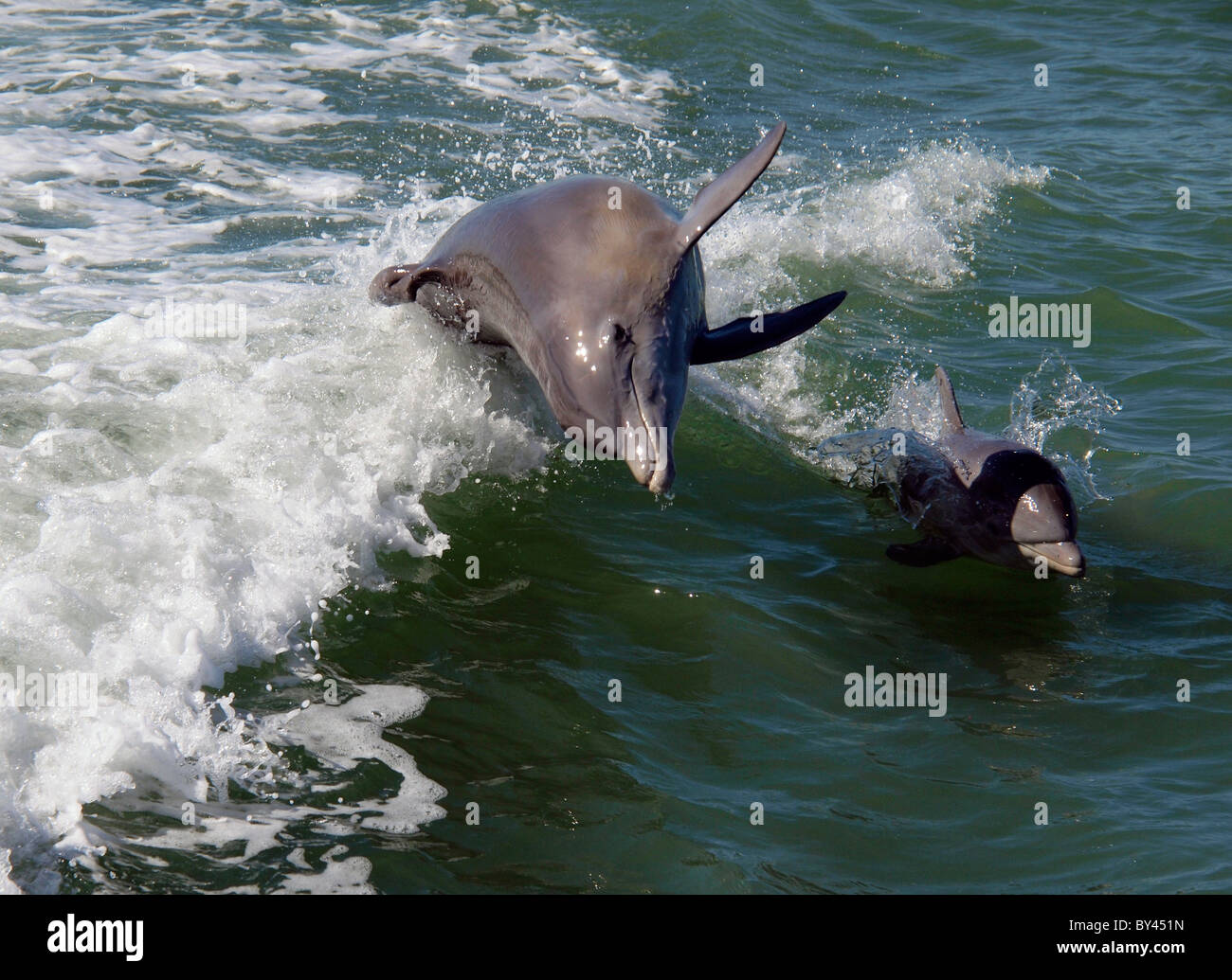 Baby delfin -Fotos und -Bildmaterial in hoher Auflösung – Alamy