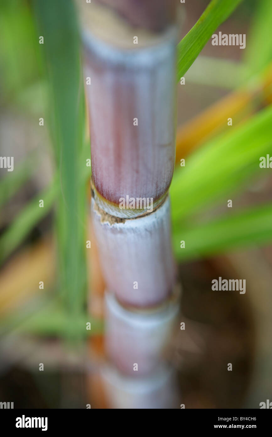 Sugar cane -Fotos und -Bildmaterial in hoher Auflösung – Alamy