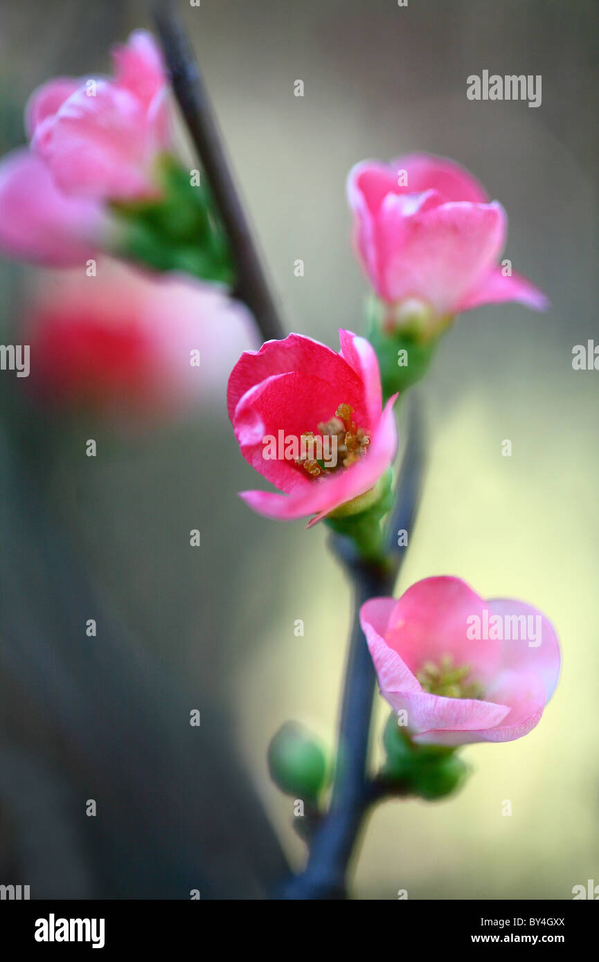 Japanischer Quittenzweig Stockfotos und -bilder Kaufen - Alamy