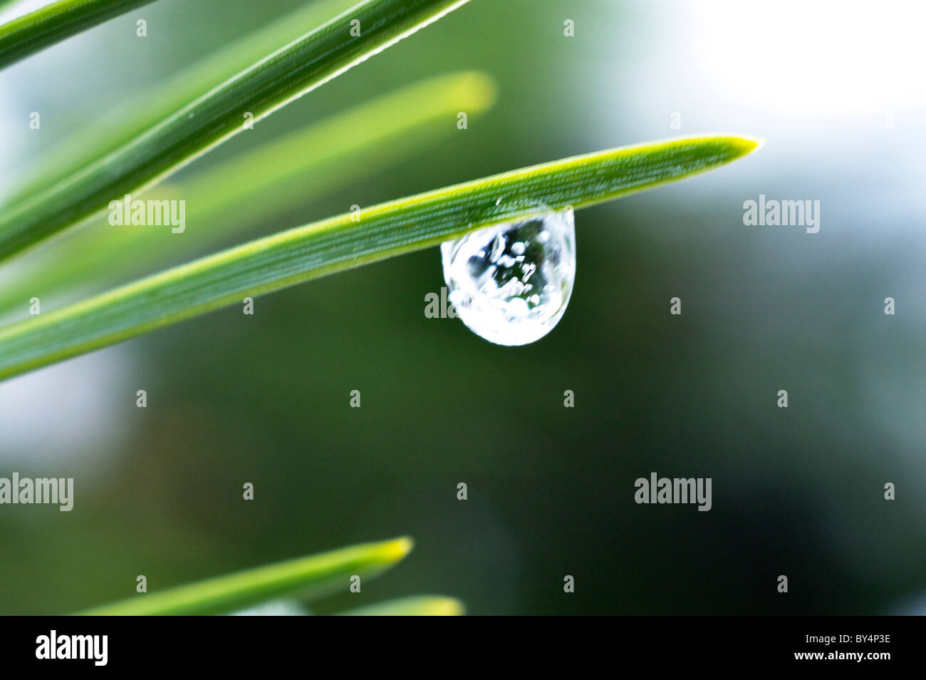 Wasser tropfen -Fotos und -Bildmaterial in hoher Auflösung – Alamy