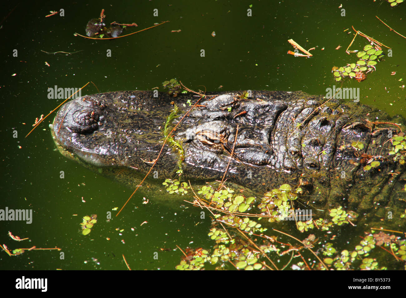 Krokodil lauert im wasser -Fotos und -Bildmaterial in hoher Auflösung ...