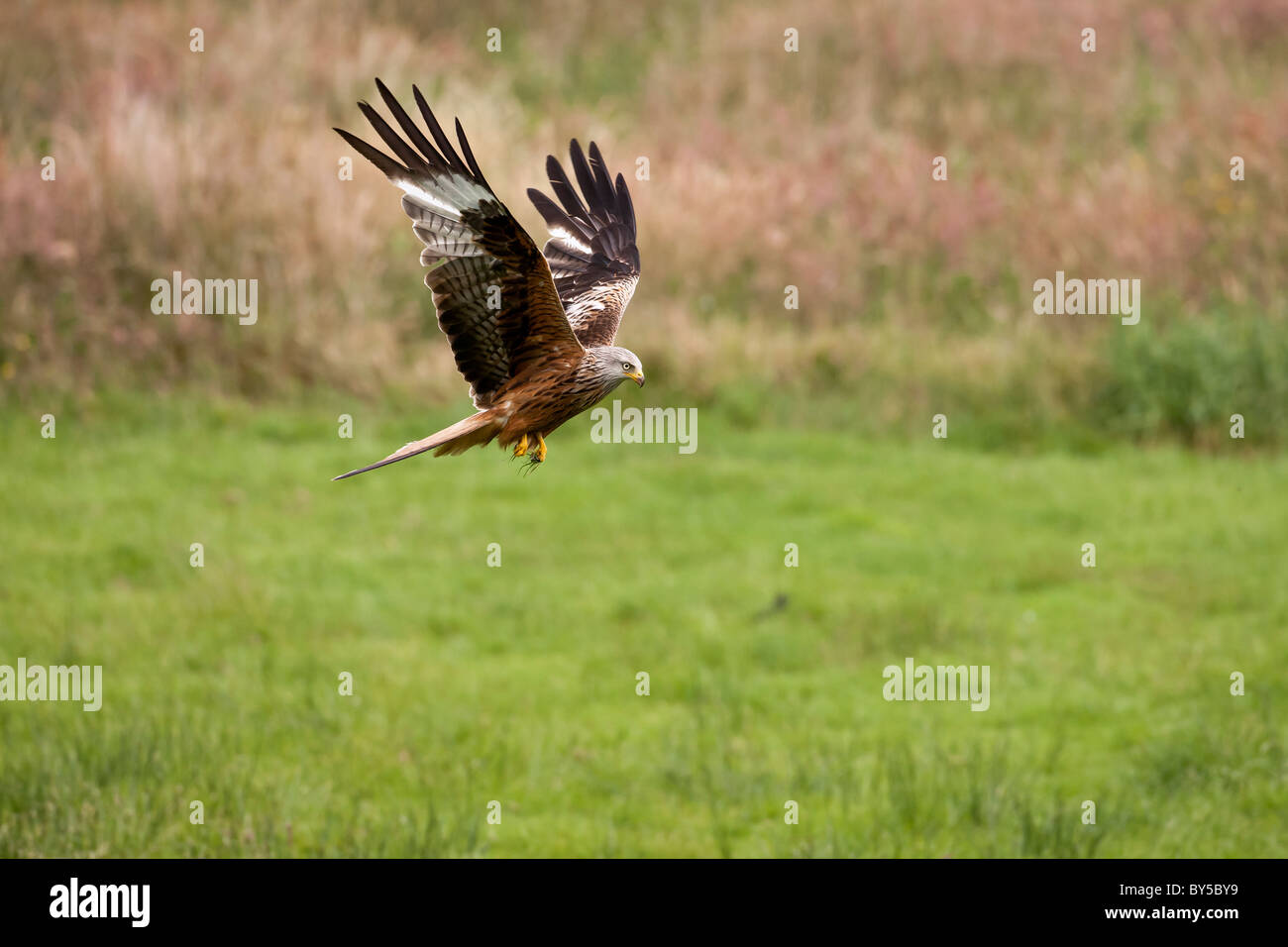Jagd auf rotmilan -Fotos und -Bildmaterial in hoher Auflösung – Alamy