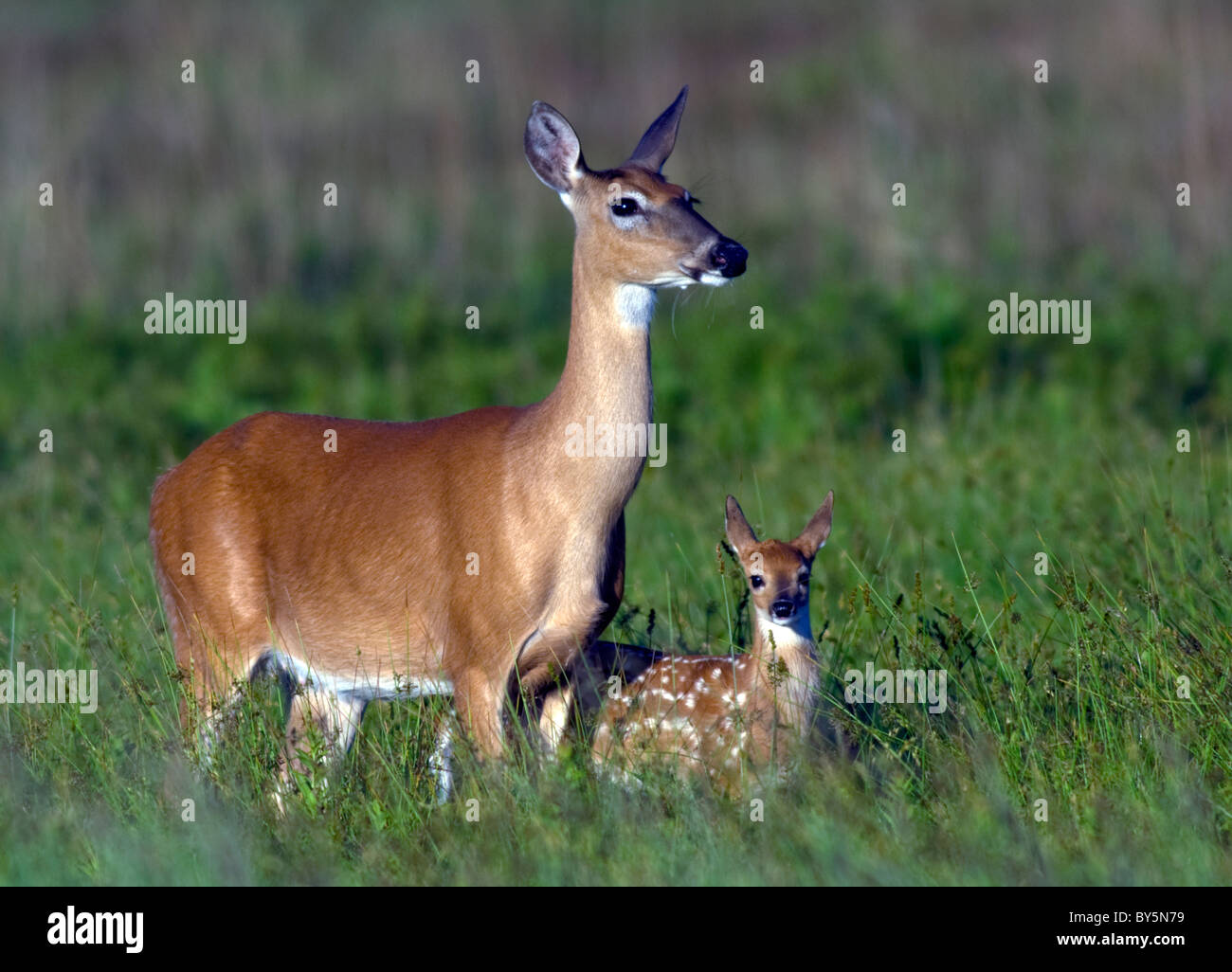 Whitetail Damhirschkuh Mit Kitz Stockfotos und -bilder Kaufen - Alamy