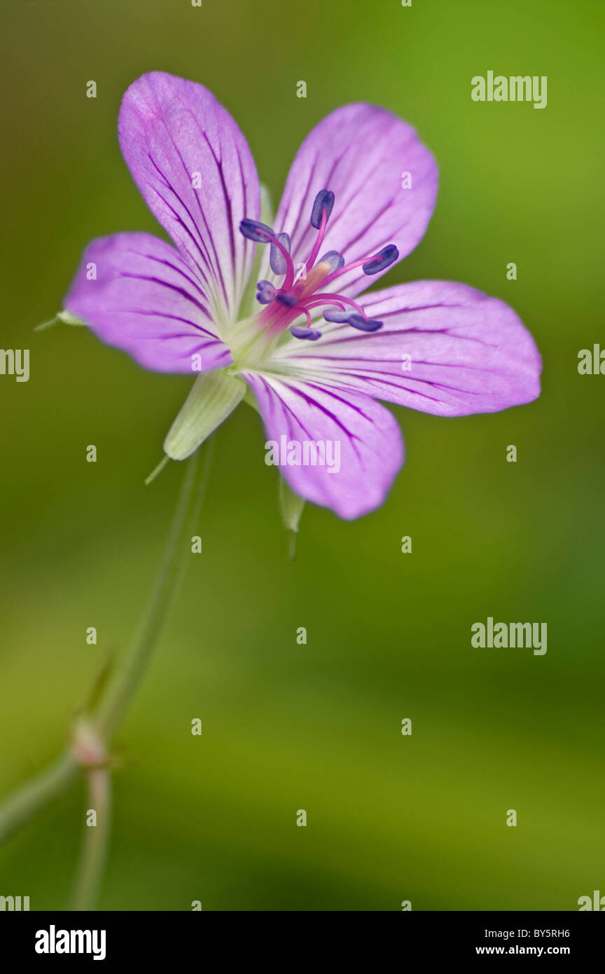Wilde geranienblume -Fotos und -Bildmaterial in hoher Auflösung – Alamy