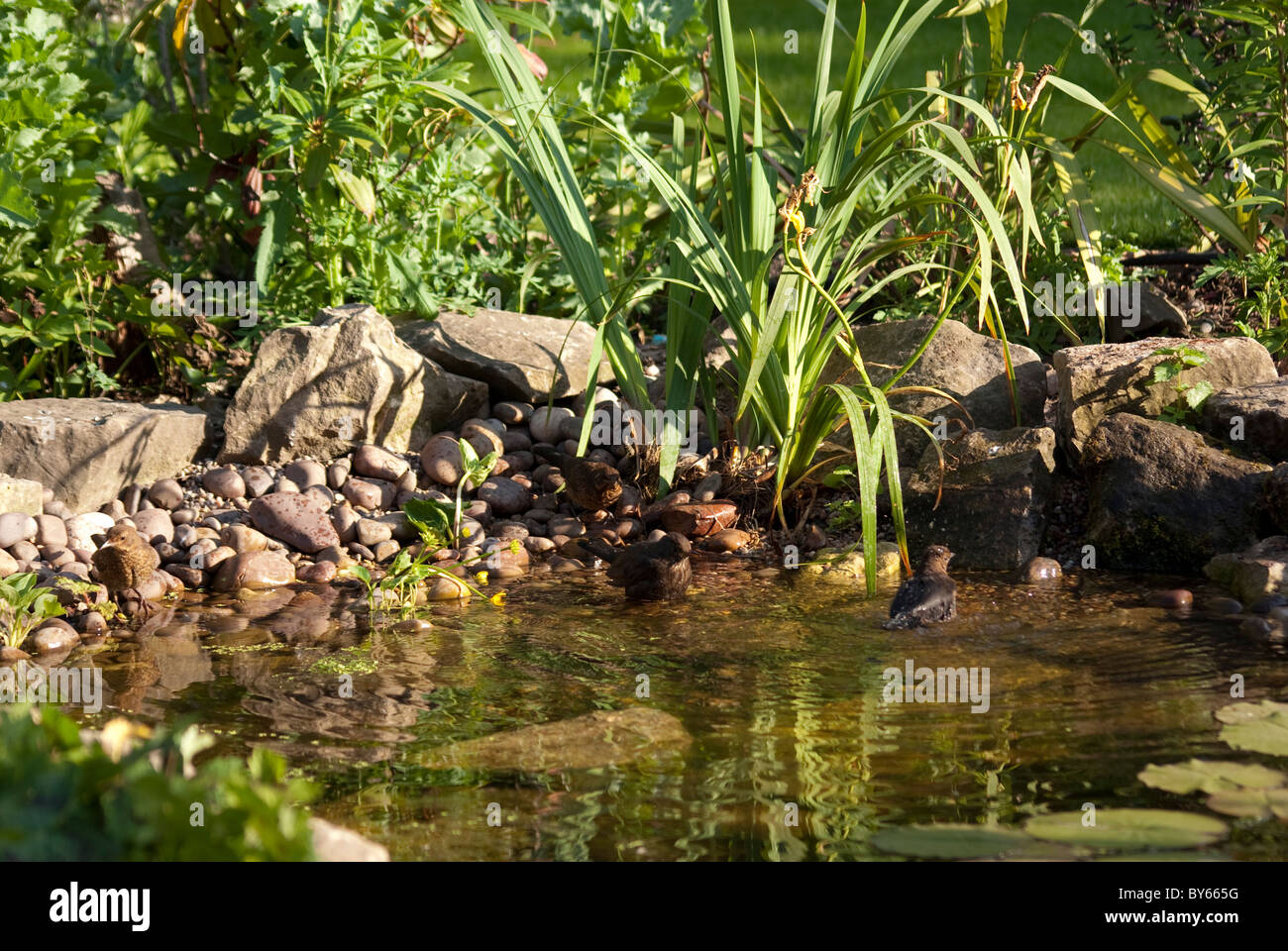 Gartenteich klein -Fotos und -Bildmaterial in hoher Auflösung – Alamy