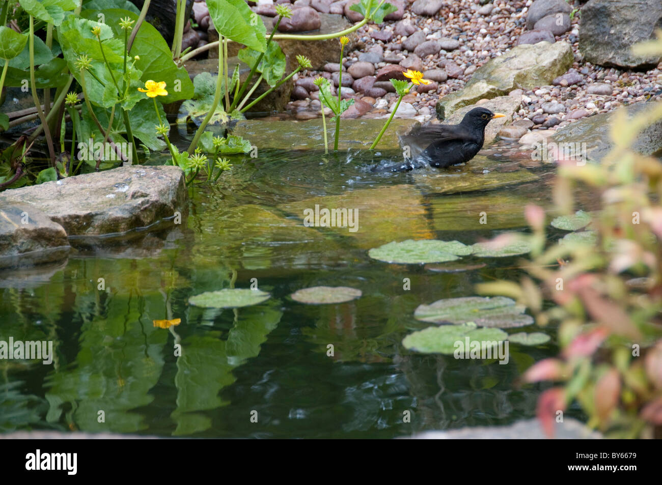 Kleiner gartenteich -Fotos und -Bildmaterial in hoher Auflösung – Alamy